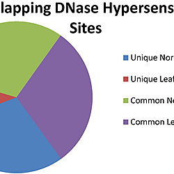 Additional file 4: of Improved DNase-seq protocol facilitates high ...
