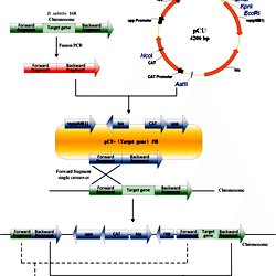 MOESM1 of Metabolic engineering of Bacillus subtilis for chiral pure ...