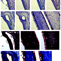 Additional file 2: of Morphology of brood pouch formation in the pot ...