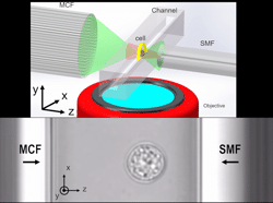 Visualization 2: Controlled rotation of an HL60 cell about the fiber ...