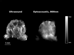 Item - Visualization 1: Whole-body live mouse imaging by hybrid ...