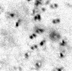 Visualization 2: Spiral phase mask shadow-imaging for 3D-measurement of ...