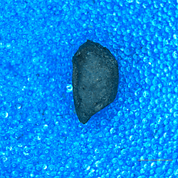 Charred grains (645): free-threshing wheat from Coton Park