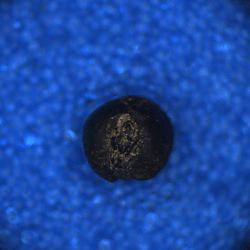 Charred grains (1762): free-threshing wheat from Coton Park