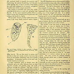 Hardwicke Science Gossip, v.28, (1892), ASC0000i4m