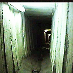 55046: Sanctuary Wood