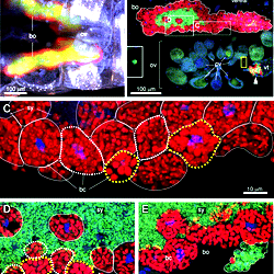 Confocal micrographs of FISH carried out in the abdomen of an adult ...