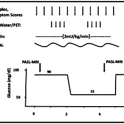 Schematic diagram of experimental protocol.