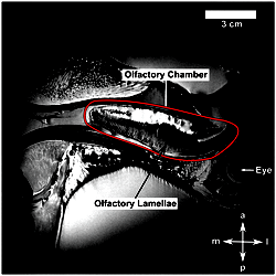 Sample MRI data.