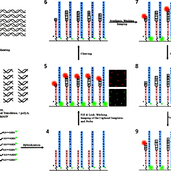 Sample preparation and sequencing process for single molecule ...
