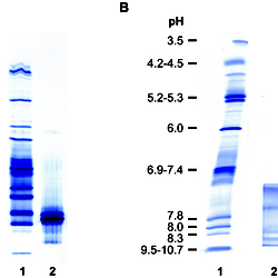 Isoelectric focusing of chCE7agl and chCE7agl-[(DOTA)n-decalysine]2 on ...