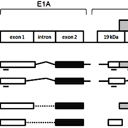 Schematic representation of the DNA E1 region used to express in MDCK ...