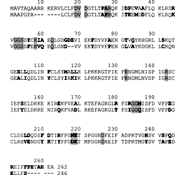 PMM1 and PMM2 sequence alignment.