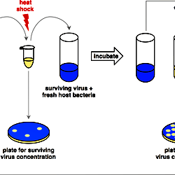 Schematic of the evolution experiment.