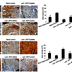 Immunohistochemical stain of PAI-1 and tPA.
