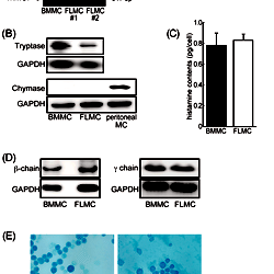 Comparison of properties of FLMC with BMMC.