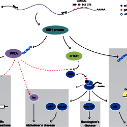 Model showing the role of MID1 in diverse diseases.