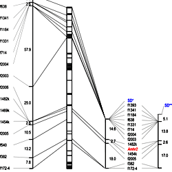 Female and male meiotic map of LG (linkage group) 19 in T. niphobles ...