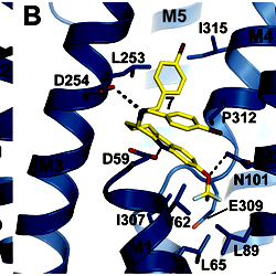 The binding pocket of compound 7.