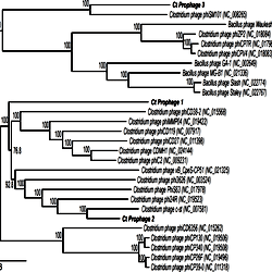 Neighbor-joining phylogenetic tree of a selected cluster of the phages ...