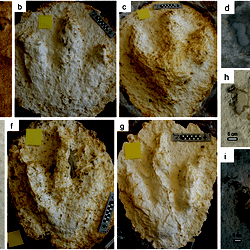 Tridactyl track morphotypes present at the site.