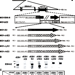 Recombinant EBVs expressing NHP EBNA2 proteins infect human B cells.