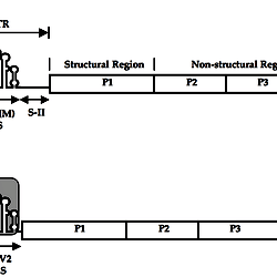 Structure of PV1(M) and PV1(RIPO) genome.