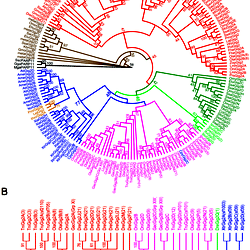 Phylogenetic analyses of Gig2 family proteins.