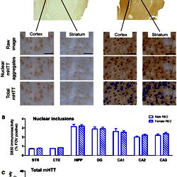 Quantification of mHTT accumulation.