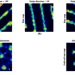 Stripe cell bases of a learned grid cell's receptive fields.
