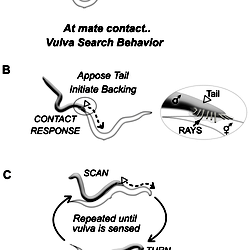 Male mating behavior is characterized by distinct patterns of locomotion.