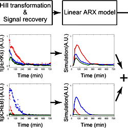 Transformation of Inputs by the Hill equation and signal recovery ...