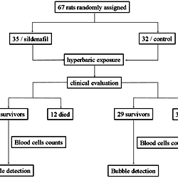 Flow chart describing the experimental design.