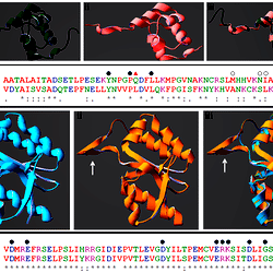 Comparison at structure and sequence levels of hydra XPF regions with ...