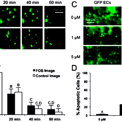 Quantification of GFP-EC detachment and apoptosis.