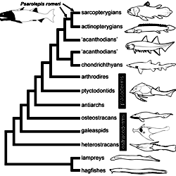 The phylogenetic framework showing the alternative positions of ...