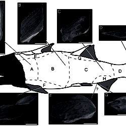 SEM photos of scales that probably constitute the squamation of ...