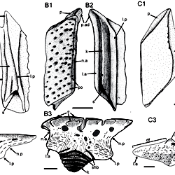 Comparison of rhombic trunk scales of three early bony fishes, in ...