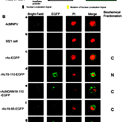 Schematic diagram and the intracellular distribution patterns of the ...