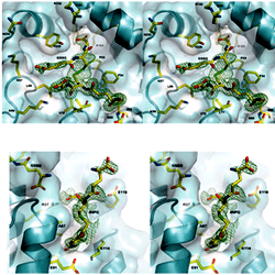 Electron density omit-maps of ligands.