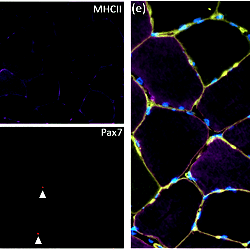 Representative image of the immunofluorescent stain.