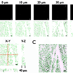 Cell segmentation on a high cell density Z-stack.