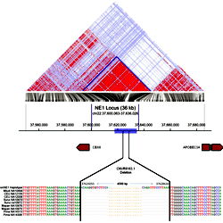 Map of the NE1 locus.