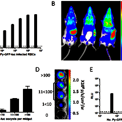 Luciferase activity of the Py-GFP-luc parasite.