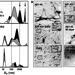 Time-course of Aβ self-assembly assessed by DLS and TEM in presence or ...