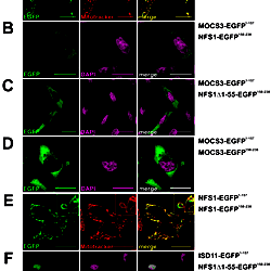 Analysis of NFS1 and MOCS3 interactions by using the split-EGFP system ...