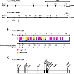 Gene structure and overview of the human PKA catalytic subunits Cα and ...