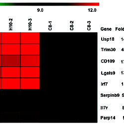 Heatmap of microarray analysis.