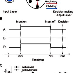 Reversal learning task.