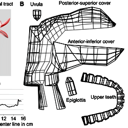 The 3D model of the vocal tract.